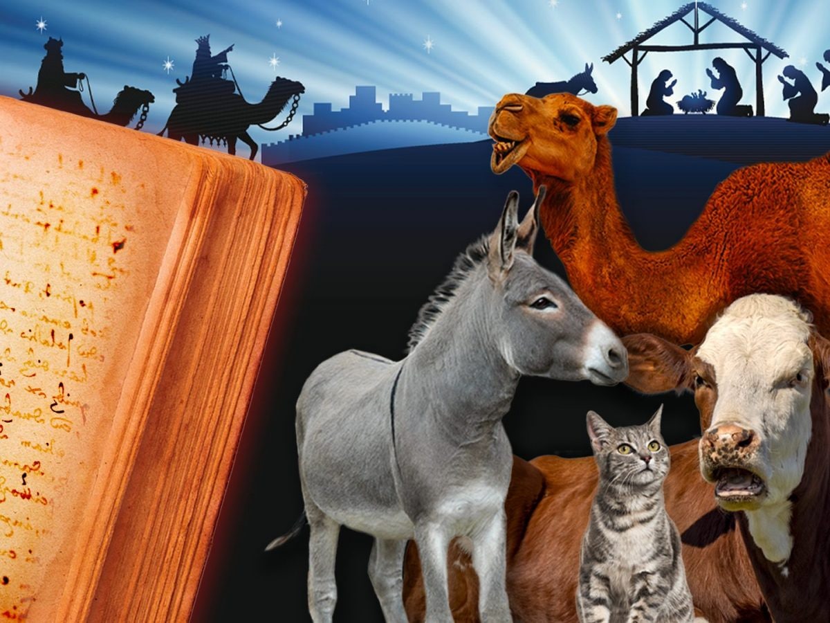 Perché ci sono il bue e l'asinello nel presepe di Natale?