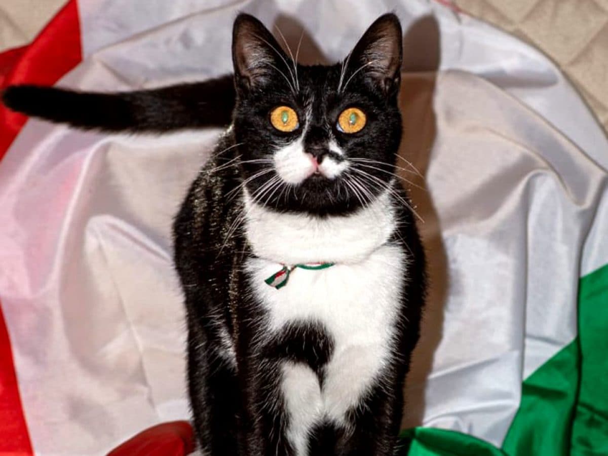 La storia di Miao, il gatto sindaco di Civita d'Antino: «È un simbolo ...