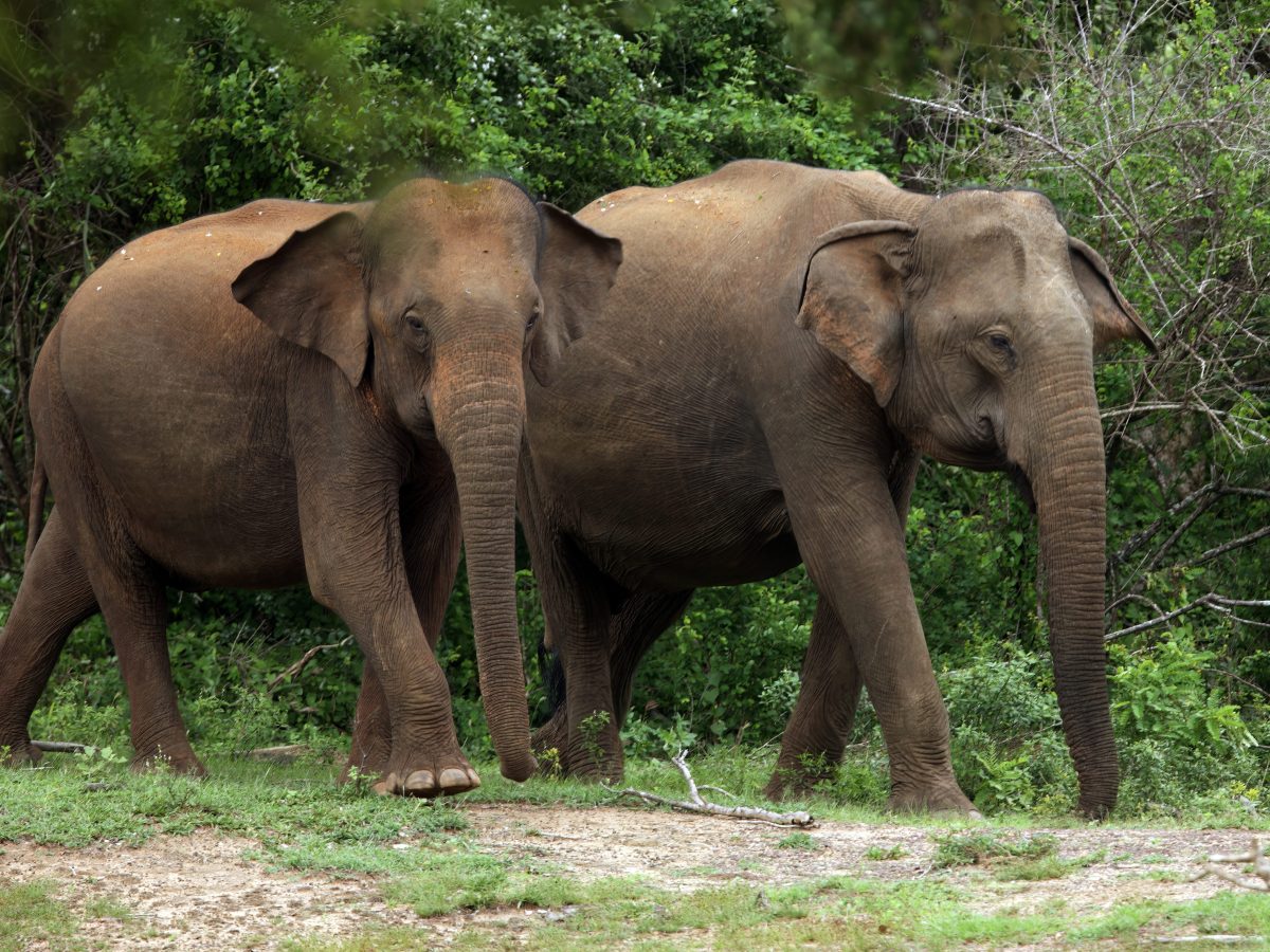 L'elefante asiatico (Elephas maximus)