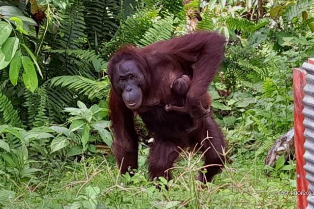 Anticoncezionali per le femmine di orango in attesa della libertà