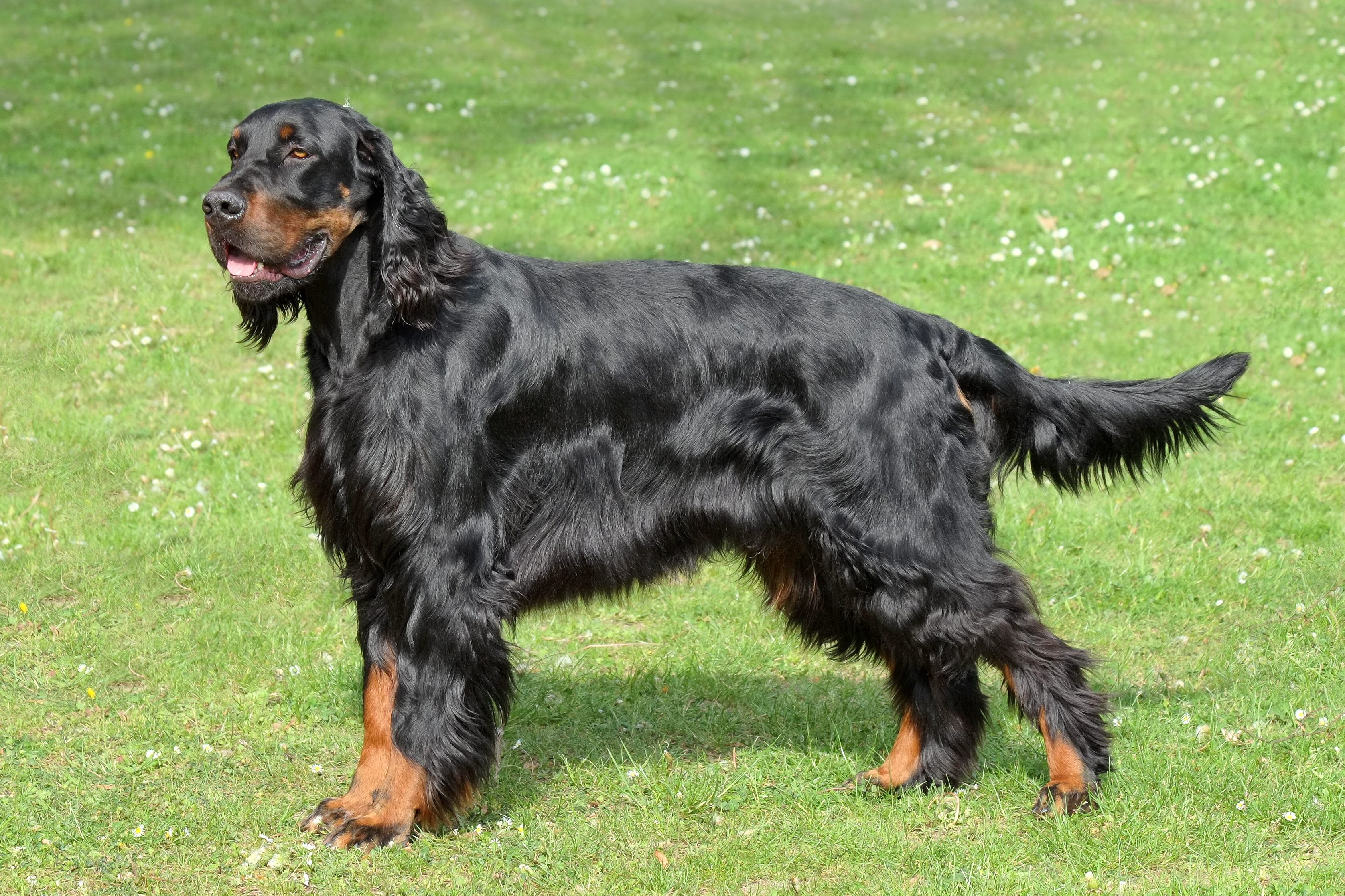 Il Setter Gordon Un Vivace Cacciatore Dall aspetto Elegante Il Setter Gordon Un Vivace Cacciatore Dall aspetto Elegante