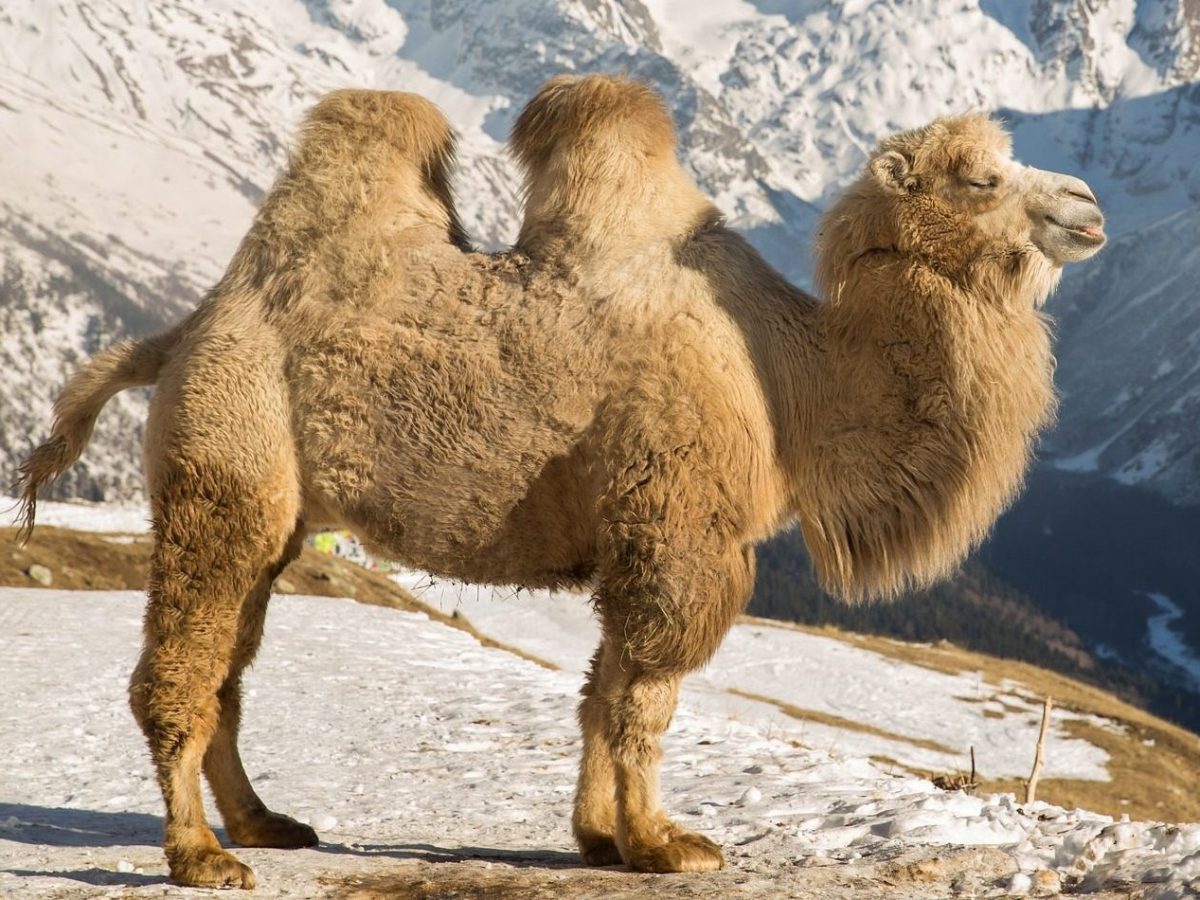 Cammello reagisce e uccide il guardiano dello zoo dopo essere stato ...