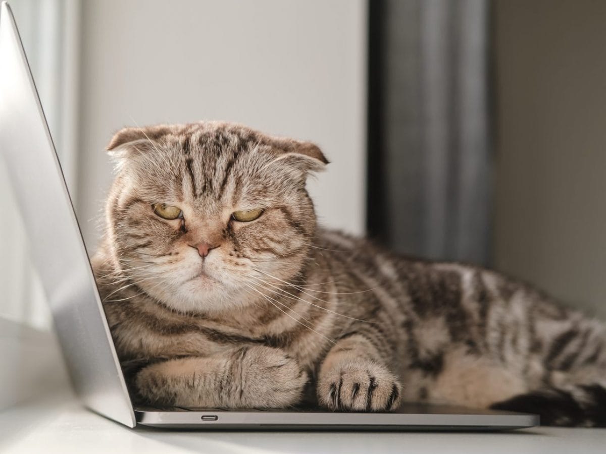 Perché i gatti si sdraiano sulla tastiera del computer?