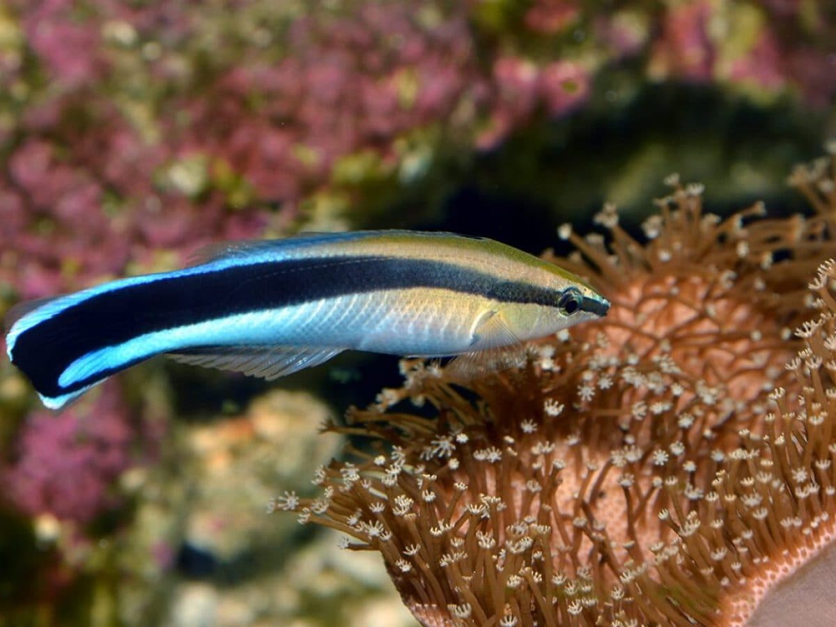 I pesci possono riconoscersi allo specchio? Uno studio ci dice di sì