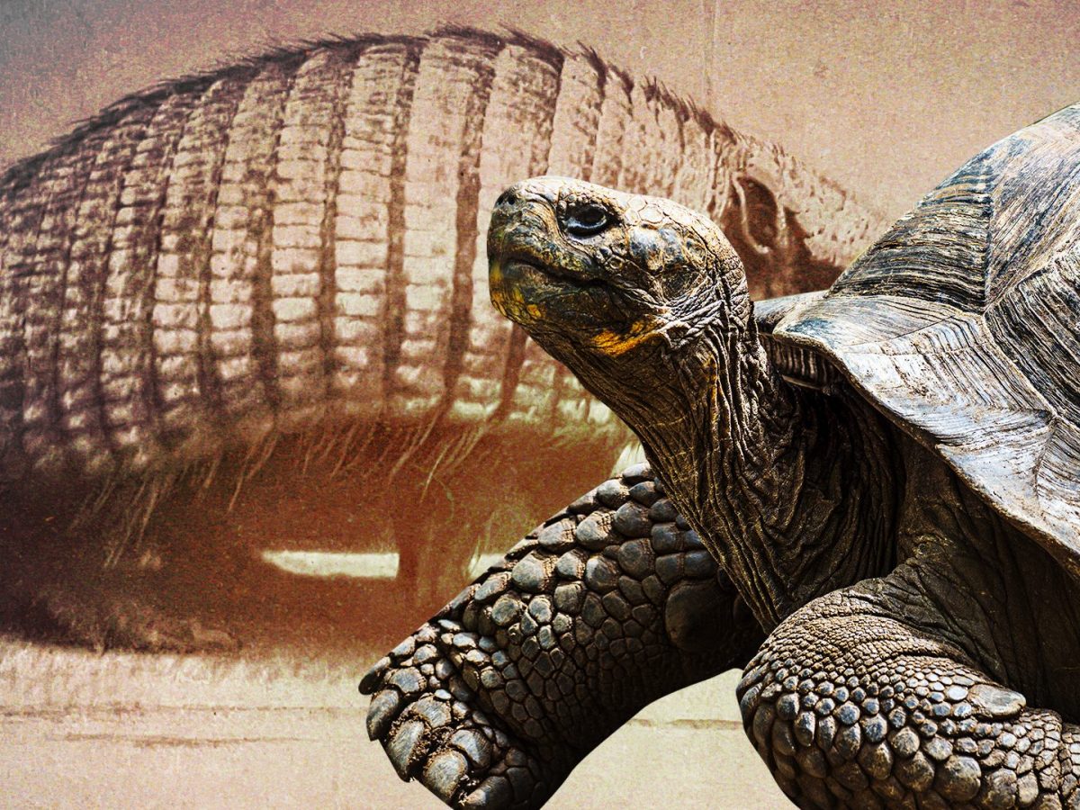 6 animali con la corazza che forse non conosci