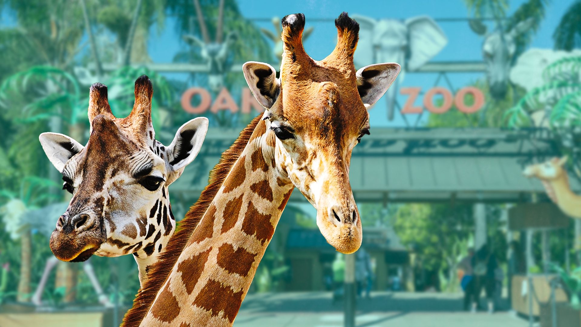 Come Vivono Gli Animali Negli Zoo 