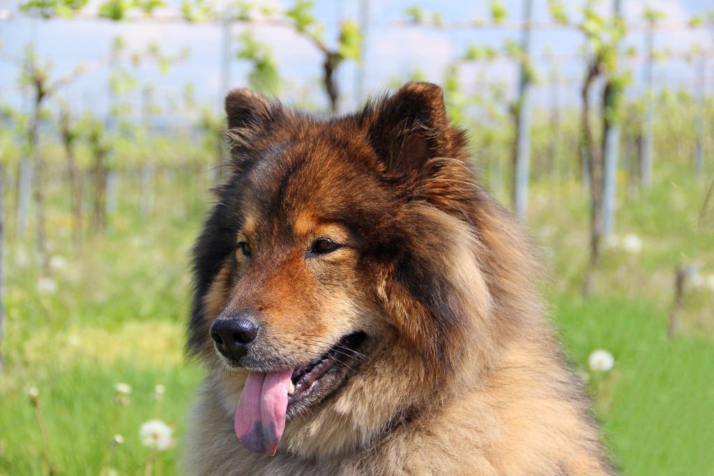 L'Eurasier, il raro e riservato custode della famiglia