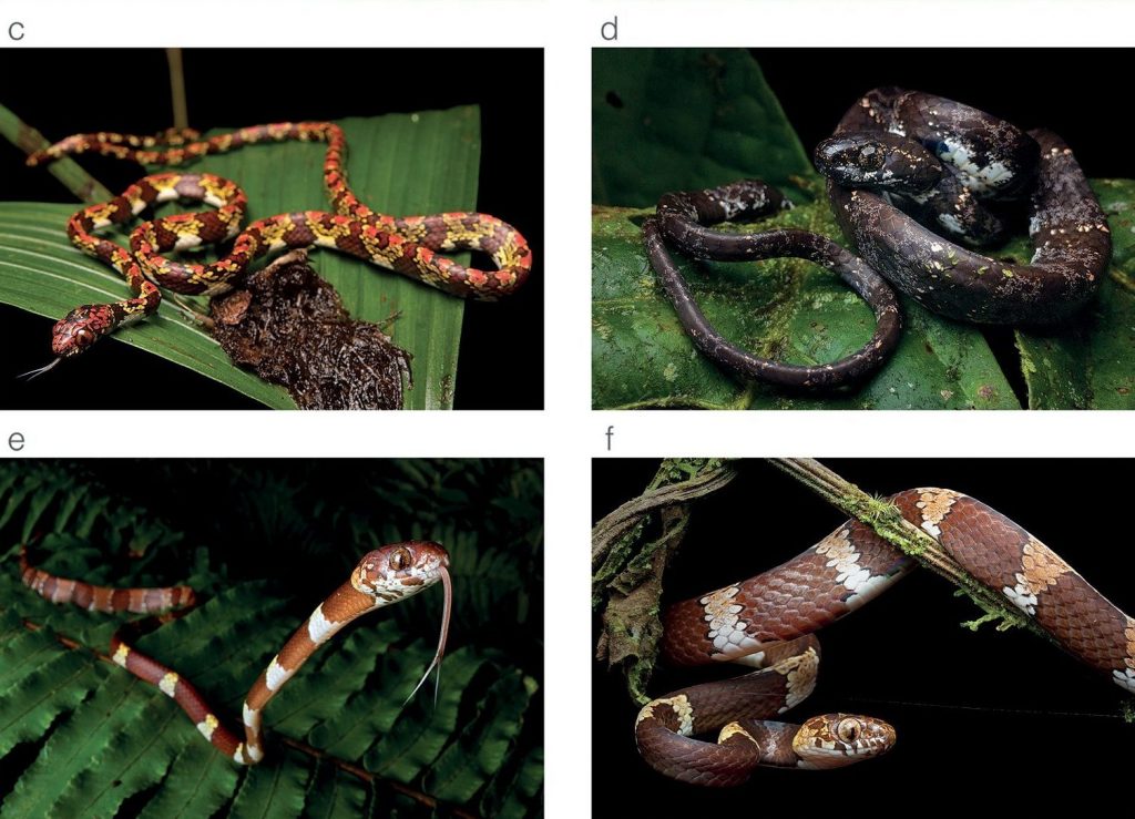 Scoperte cinque nuove specie di serpenti: una è dedicata alla mamma di ...