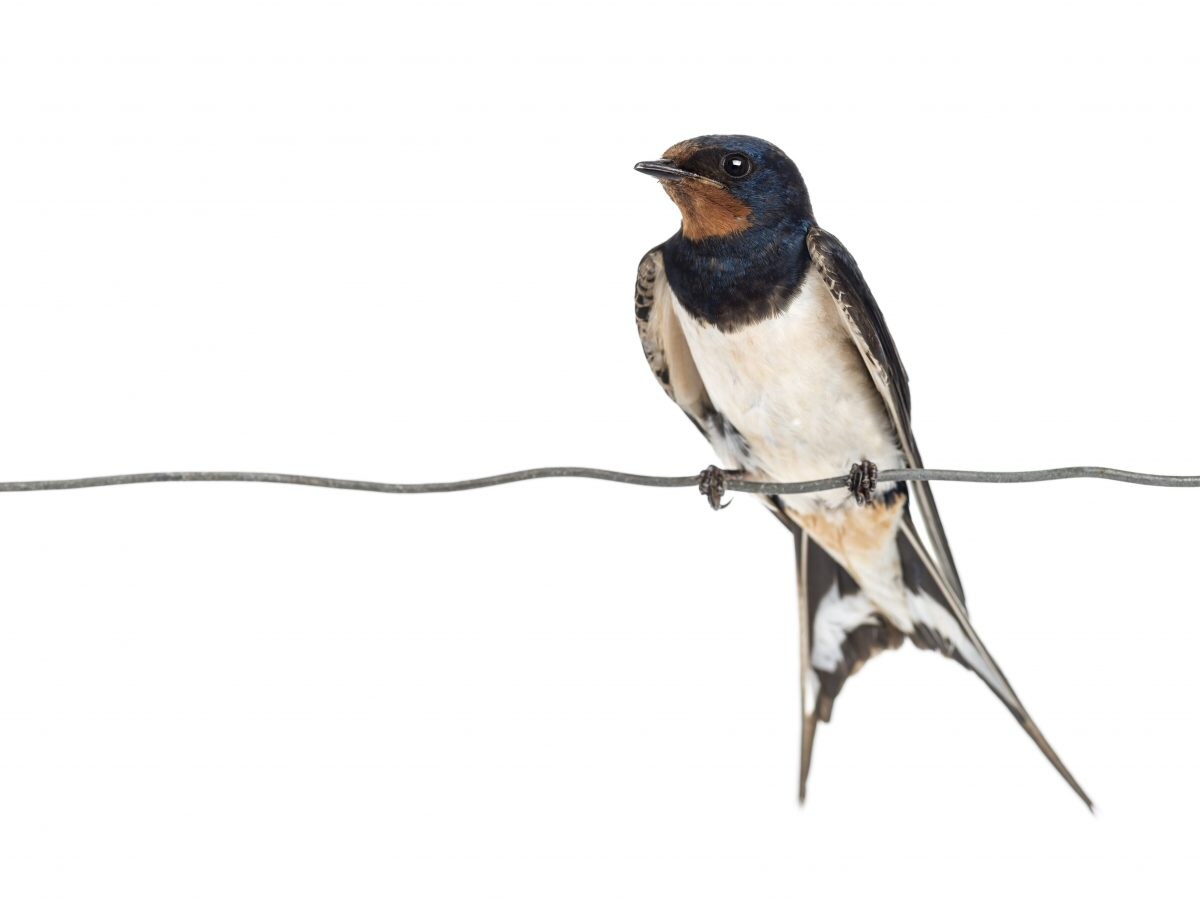 La mappa del DNA della rondine è pronta e ci svelerà i segreti della ...