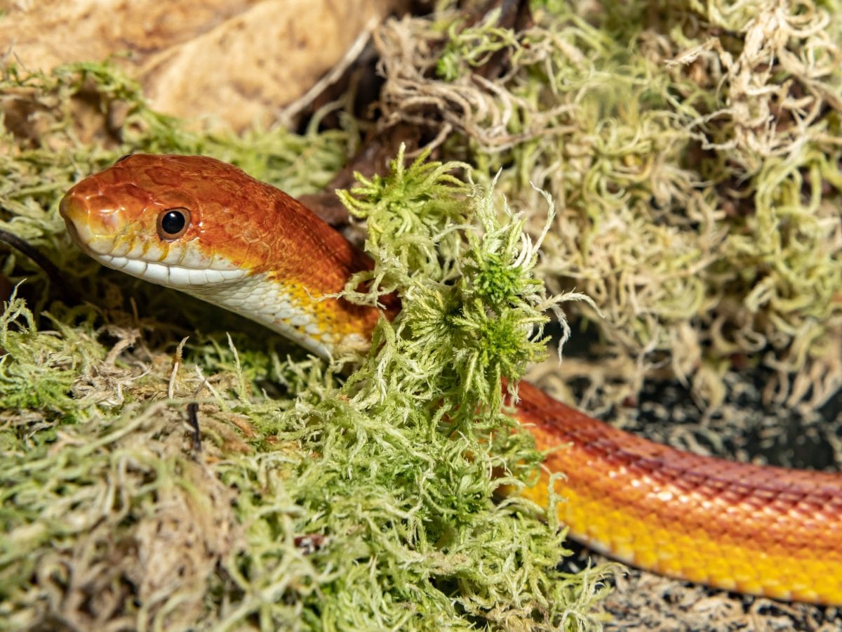 Il serpente del grano (Pantherophis guttatus)