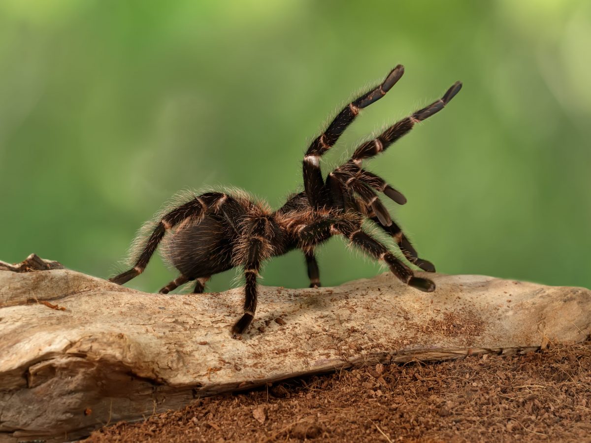 La tarantola può essere un animale domestico? No, ecco perché