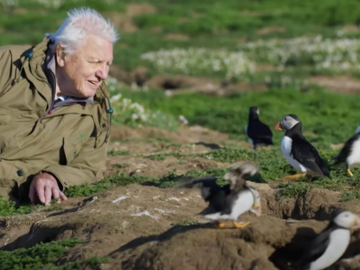 Attenborough a 96 anni è lontano dalla pensione: la nuova serie Wild Isles parla di isole