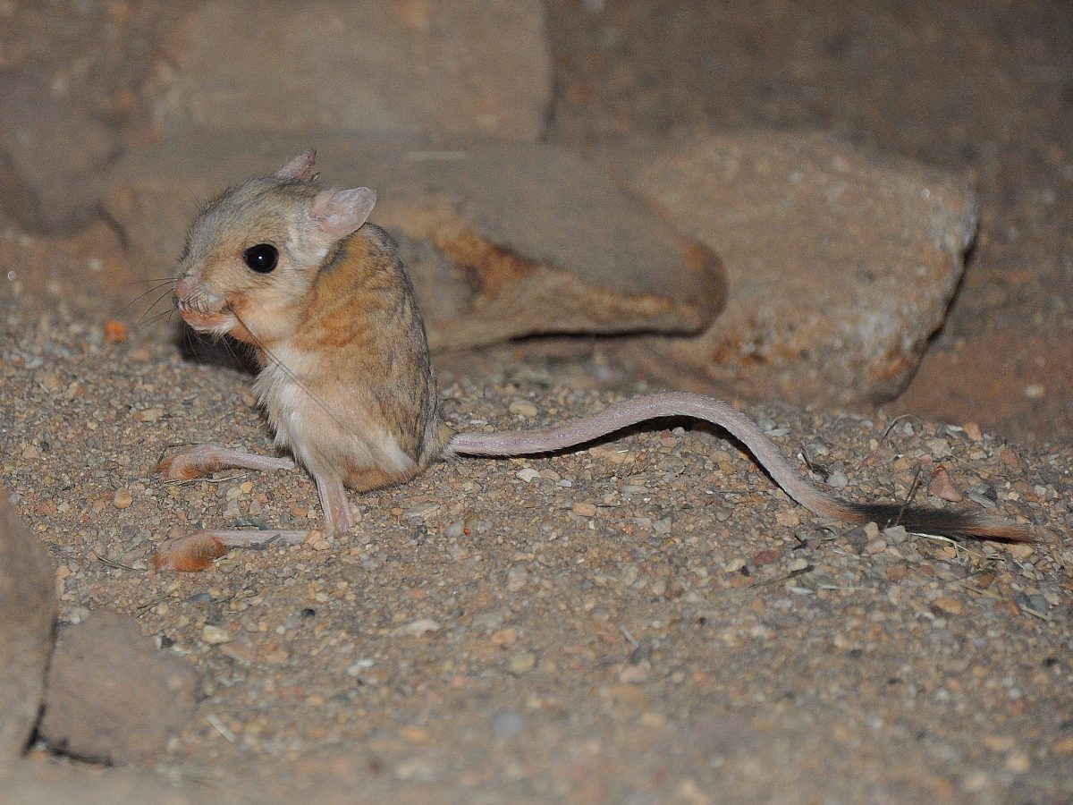 Il topo delle piramidi (Jaculus jaculus)