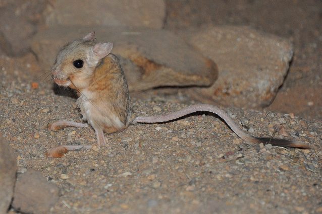 Il topo delle piramidi (Jaculus jaculus)