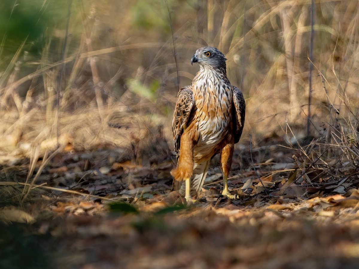 L'astore rosso è il più raro rapace australiano e rischia l'estinzione
