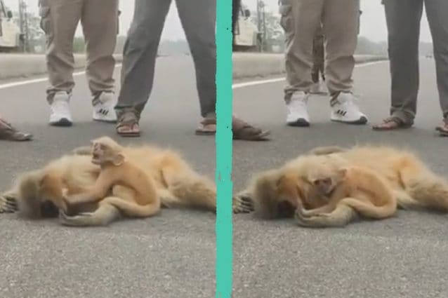 Cucciolo di presbite dorato chiama la madre investita da un'auto. L ...