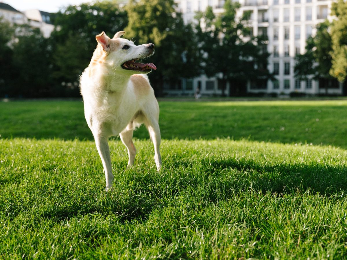 Cosa devi sapere prima di adottare un cane con tre zampe