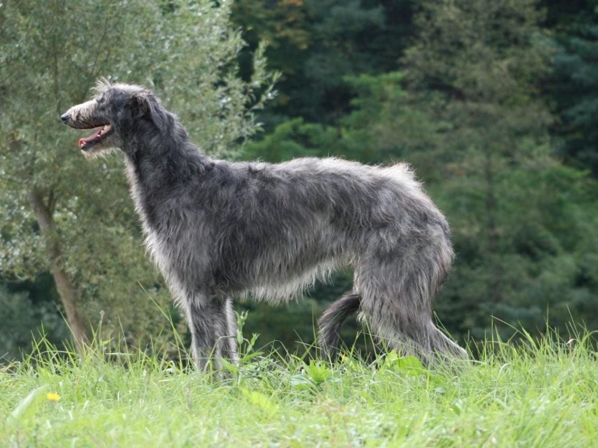 Deerhound, il grande Levriero Scozzese a pelo ruvido