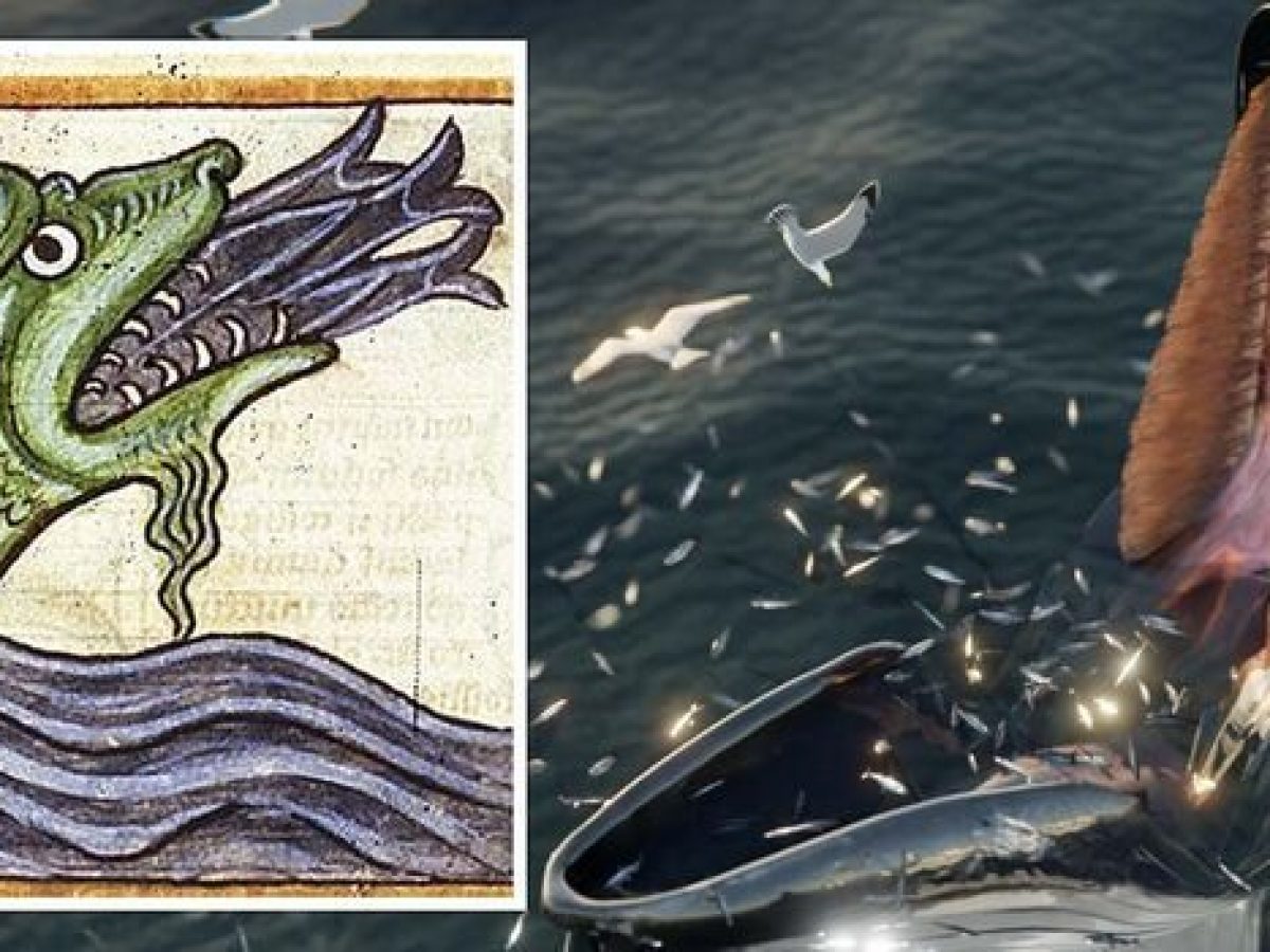 Un particolare comportamento delle balene potrebbe spiegare le leggende ...