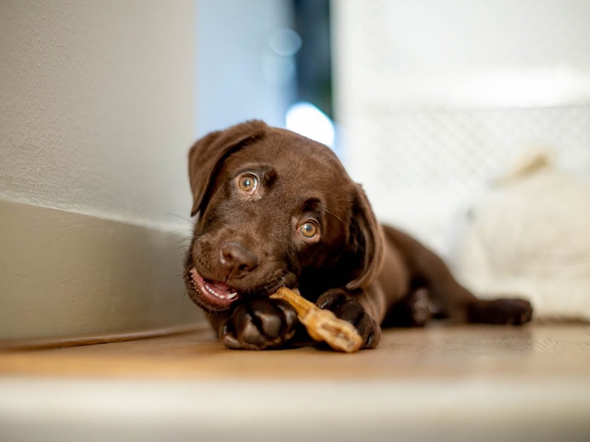 Il cane ha mangiato ossa di pollo: cosa succede e cosa fare?