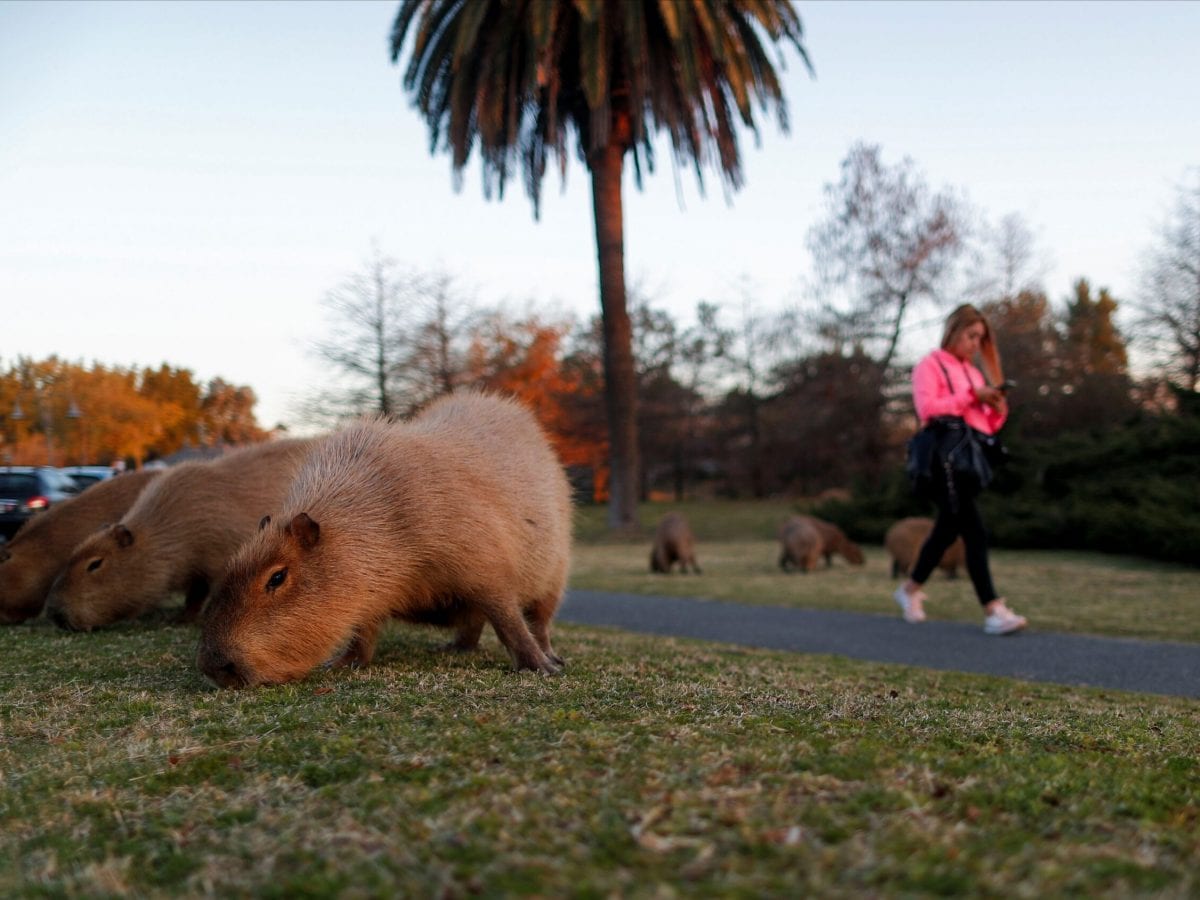 Così i capibara sono diventati cittadini delle metropoli brasiliane