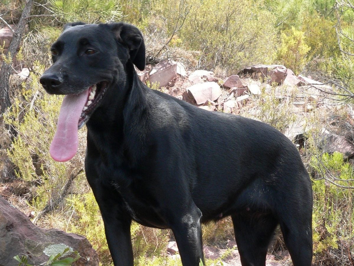 Cane da pastore Mallorquin, rarissimo custode delle greggi di Maiorca