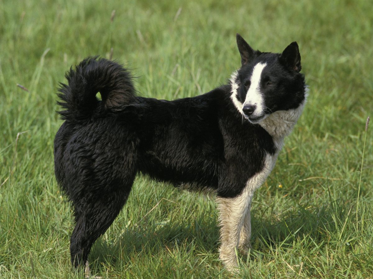 Cane da Orso della Carelia, il cacciatore finlandese coraggioso e riservato