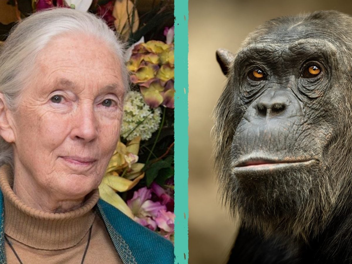 Jane Goodall: la scienziata che ha rivoluzionato il modo in cui vediamo ...