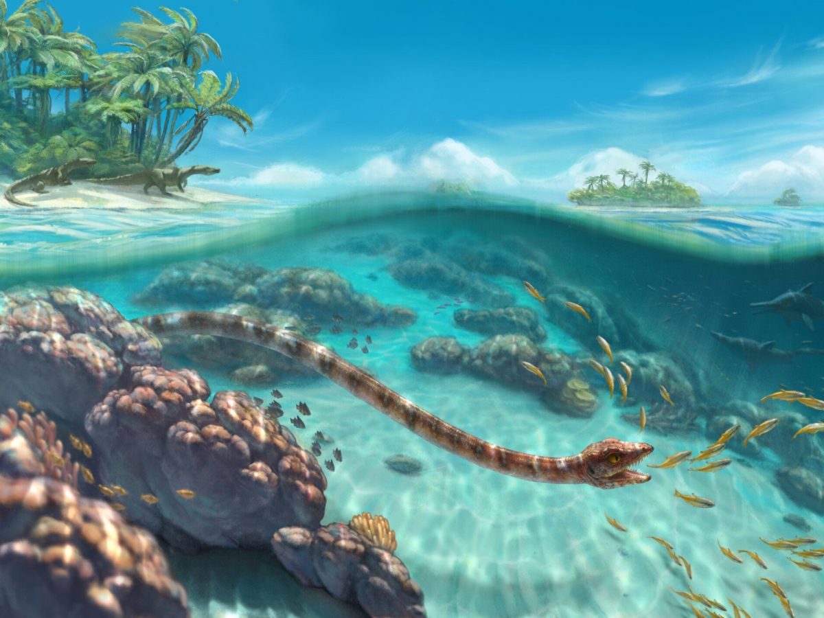 Scoperto un rettile marino dal collo lunghissimo: viveva circa 200 ...