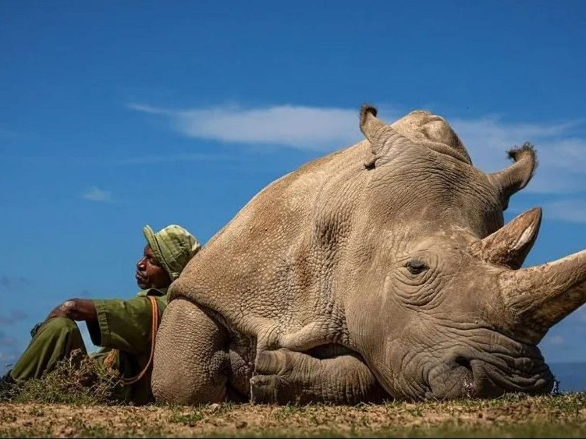 Il rinoceronte Najin e il suo custode Zacharia: la foto che racconta ...