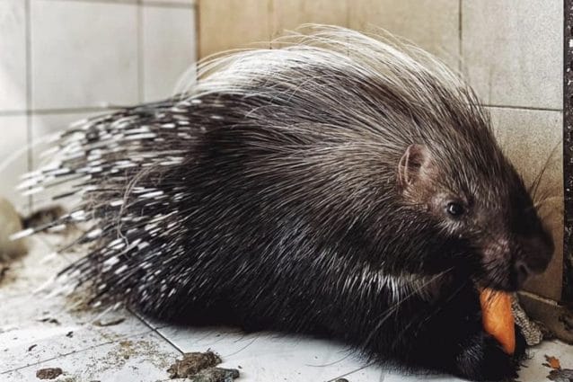 Istrice addomesticato accolto dalla LIPU. Il monito degli esperti: «La ...