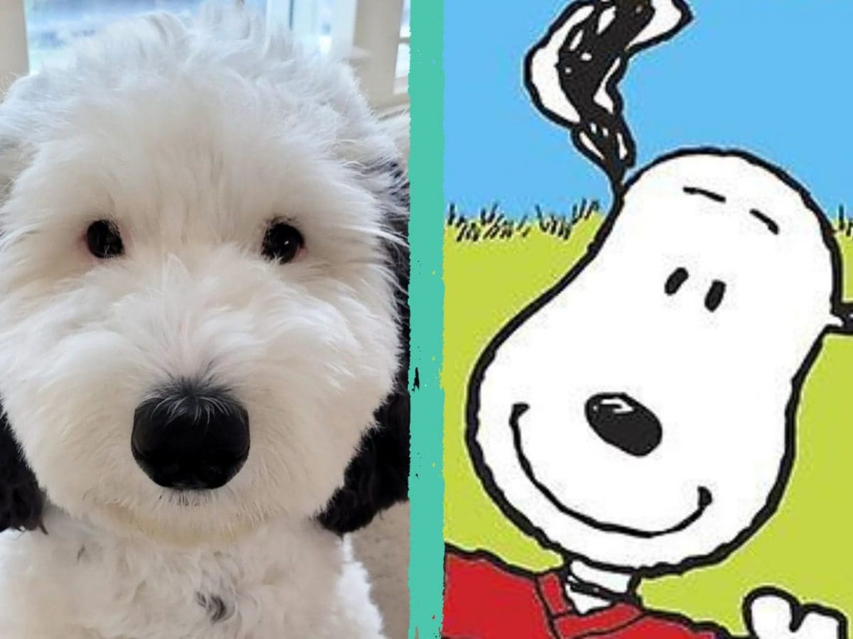 Snoopy esiste ed è un Mini Sheepadoodle di nome Bayley