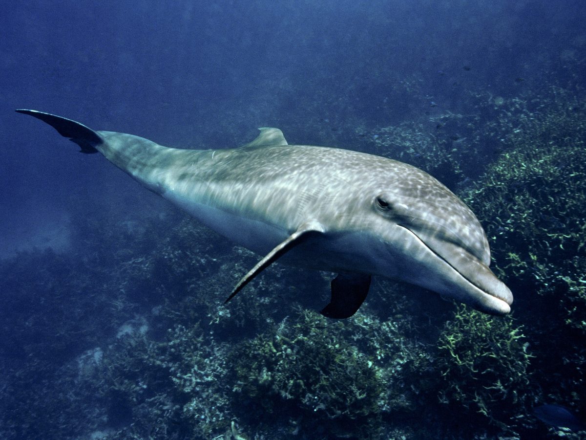 Perché non nuotare con i delfini