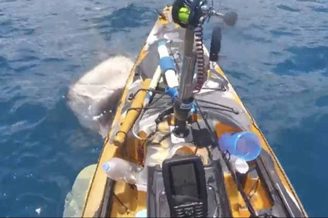 Il video dello squalo tigre che attacca e morde un kayak alle Hawaii