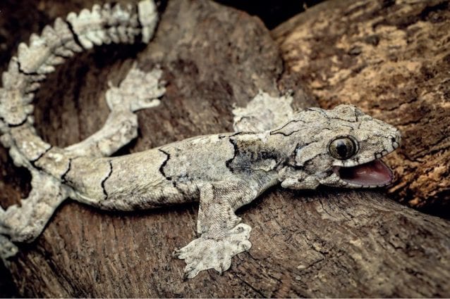 Scoperta una nuova specie di geco volante in India