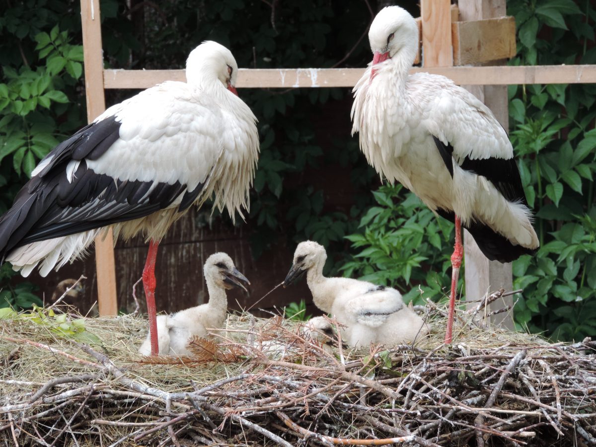La storia di Mona Lisa e Louis, le cicogne che non volano ma fanno ...