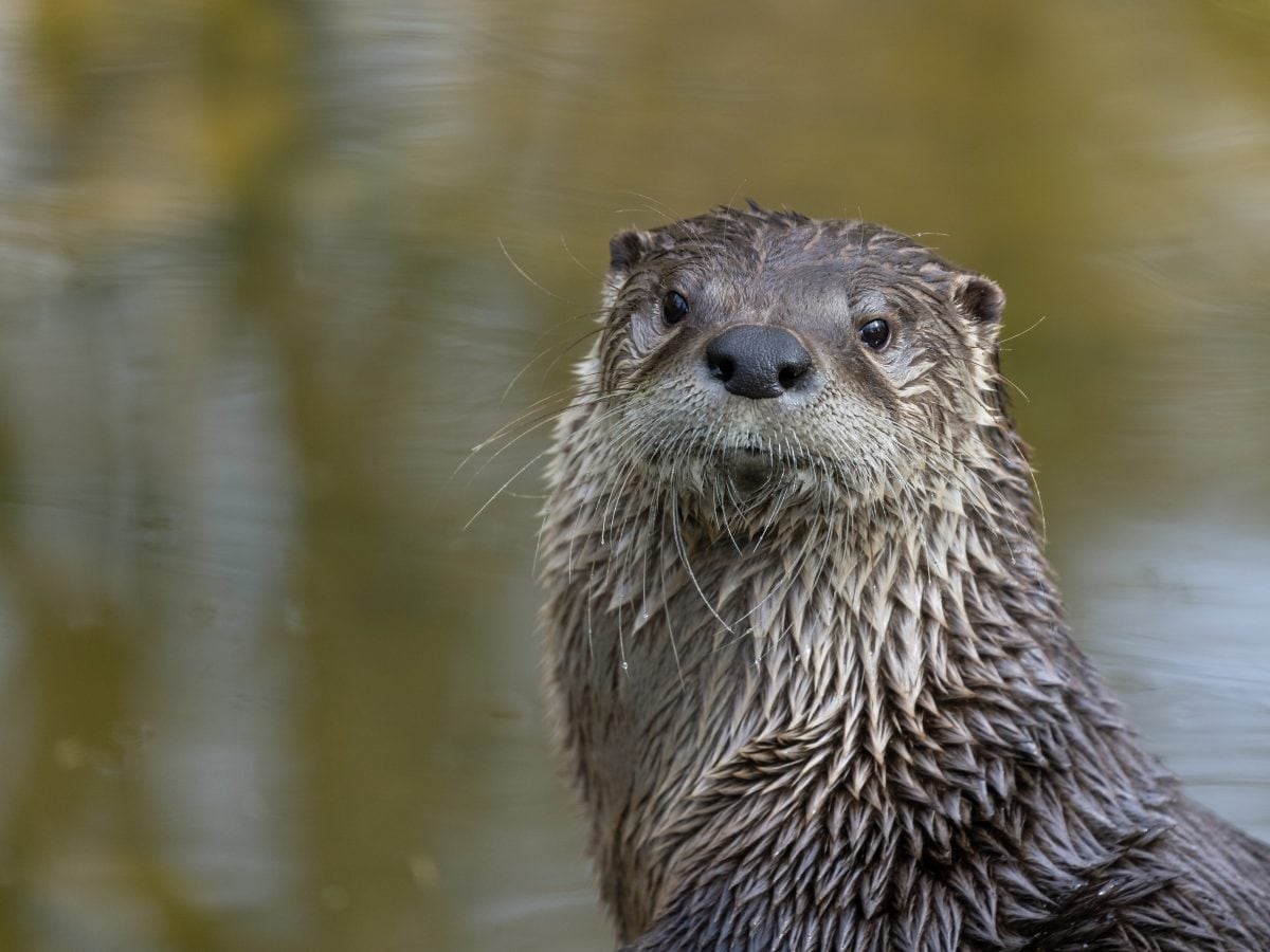 Lontra europea (Lutra lutra)