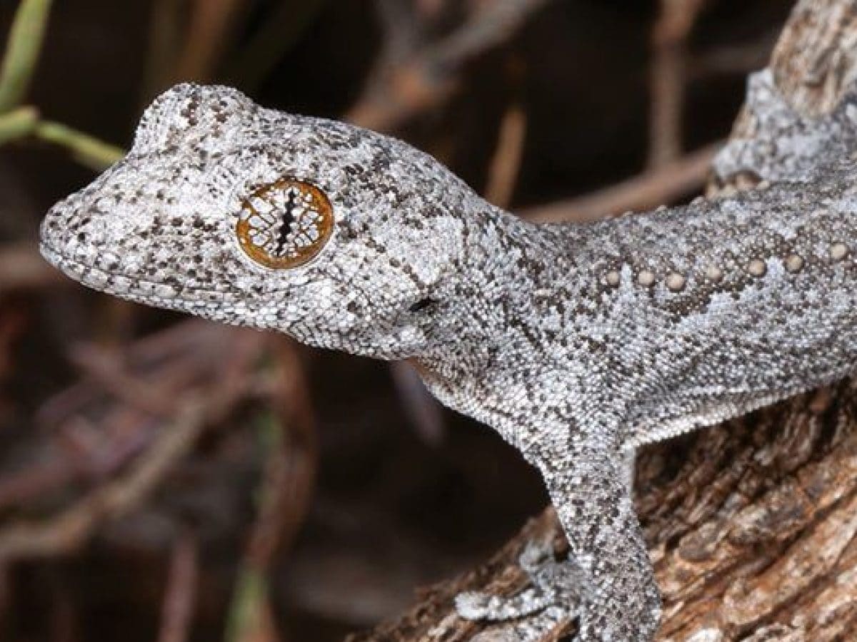 Scoperta una nuova specie di geco dagli occhi psichedelici in Australia