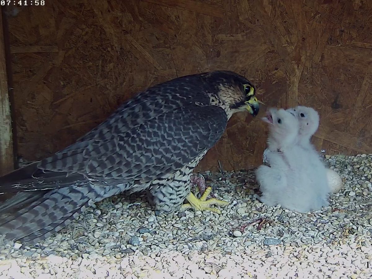 Nati due pulli del raro falco lanario: sono i figli di Sirio e Penelope ...