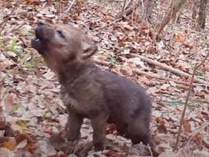 L'ululato del cucciolo di lupo: il tenero video ripreso dalla fototrappola