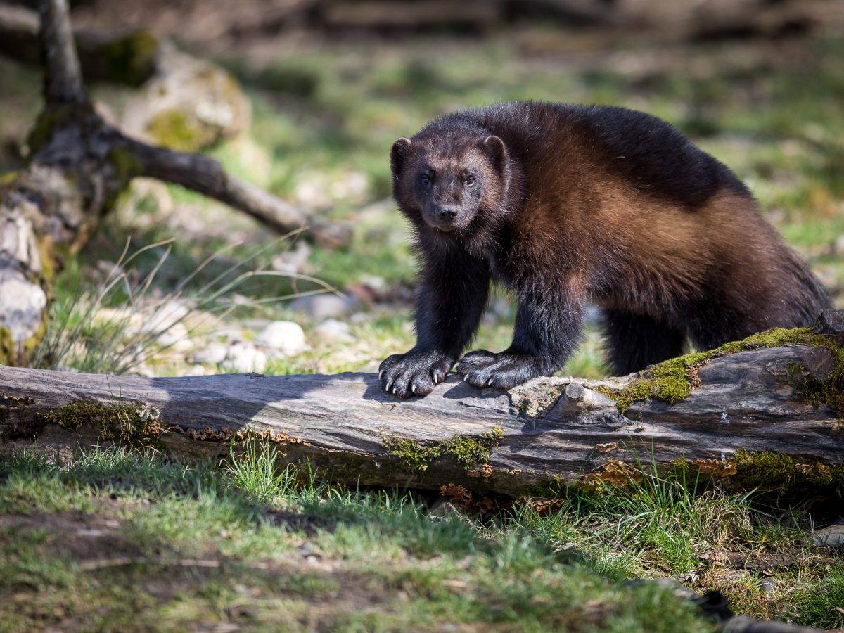 Raro ghiottone avvistato in California: è la seconda volta in cento anni
