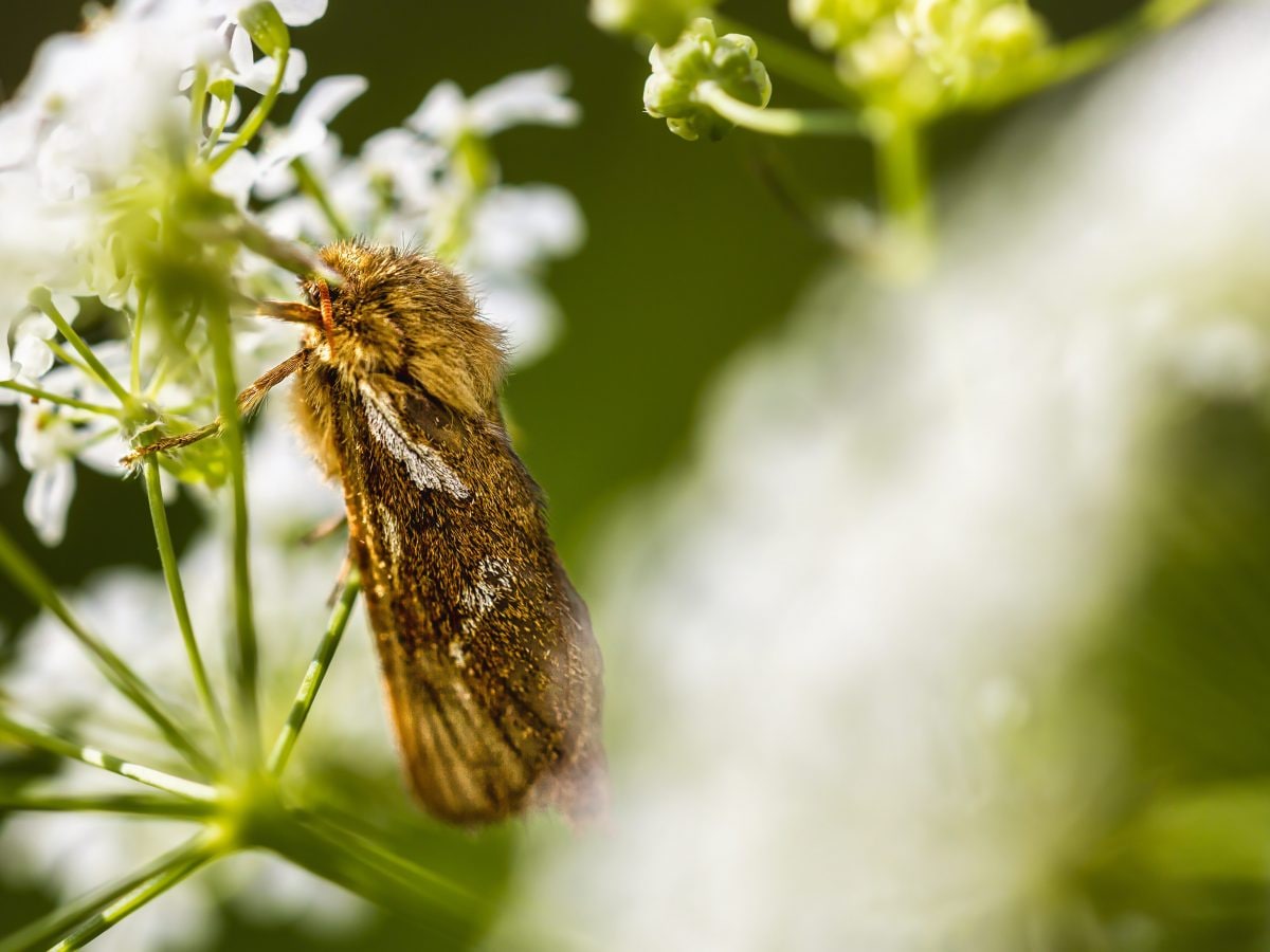 Le falene sono impollinatori importanti quanto le api, ma spesso le ...