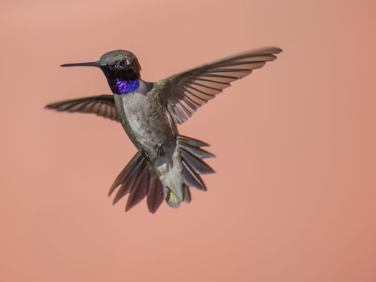 Colibrì femmina che si travestono da maschio: documentato successo ...