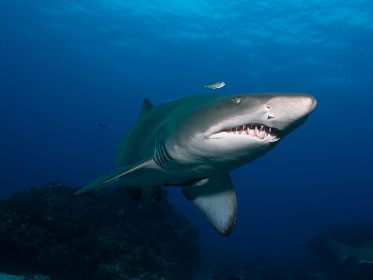 Lo squalo toro (Carcharias taurus)