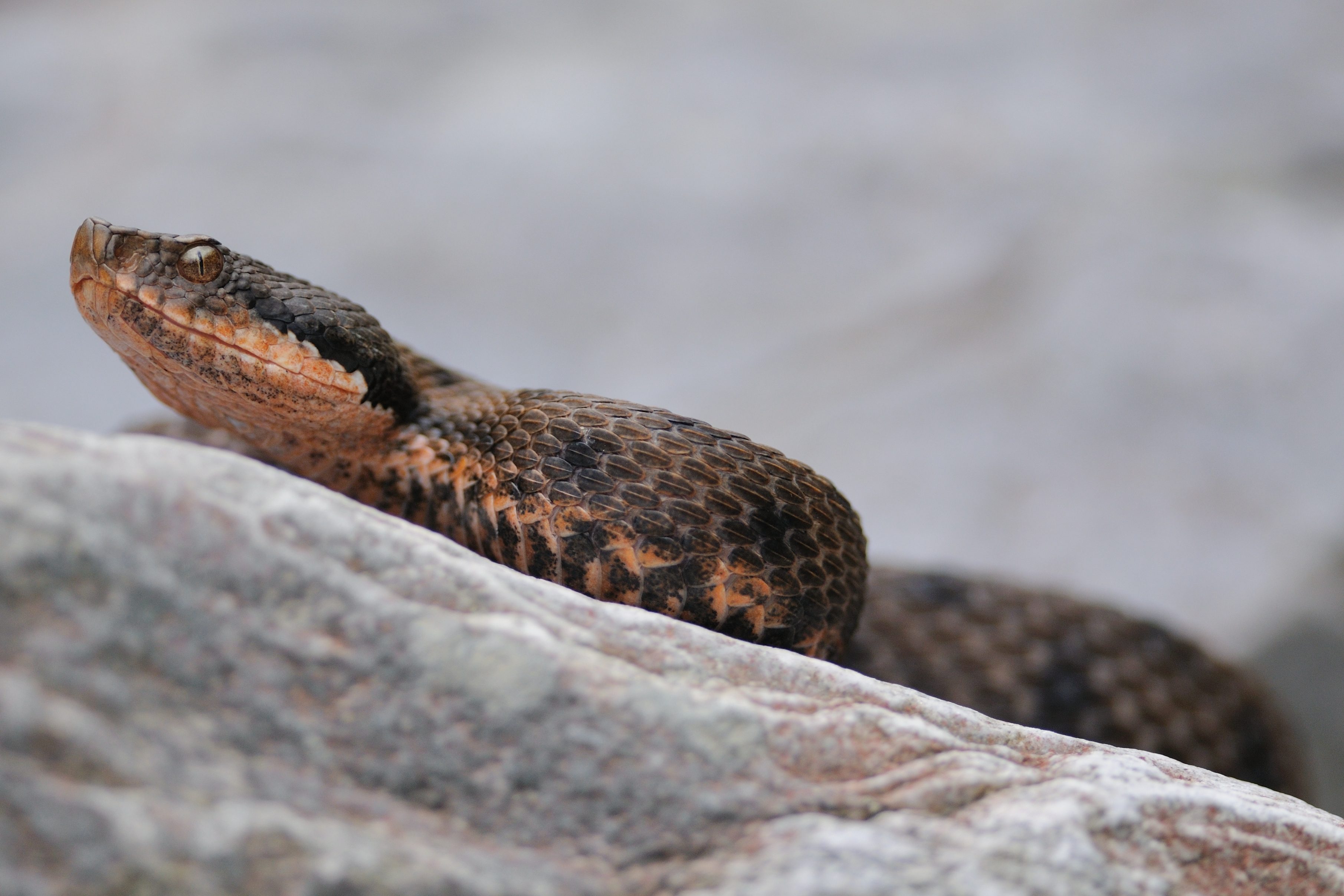 Cosa fare se ti trovi davanti una vipera