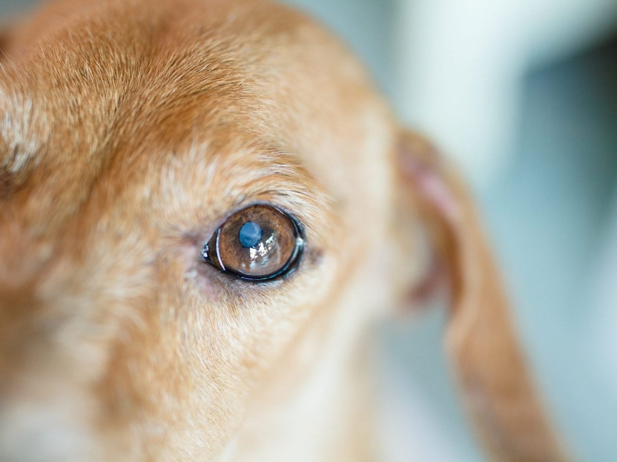 La cataratta nel cane e nel gatto: cos'è, cause e trattamento
