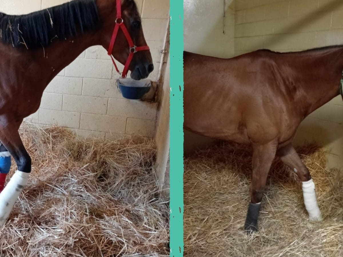 I cavalli Abbasantesa e Antine Day stanno bene: interventi riusciti ... I cavalli Abbasantesa e Antine Day stanno bene: interventi riusciti ...