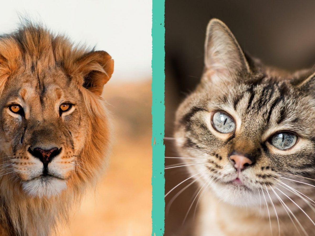 In cosa è diverso un gatto da un leone?