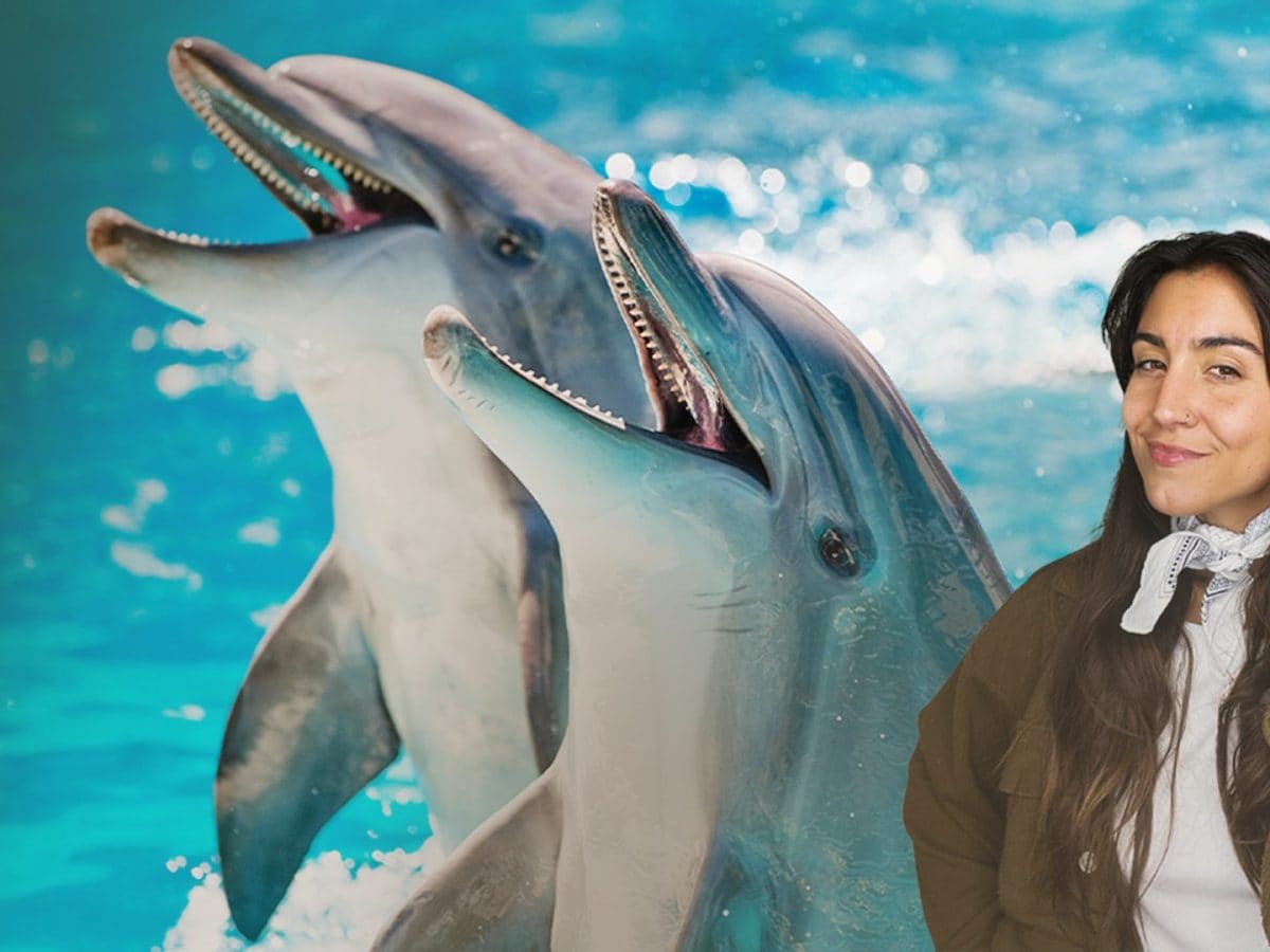 Perché i delfini sono mammiferi, anche se vivono in acqua?