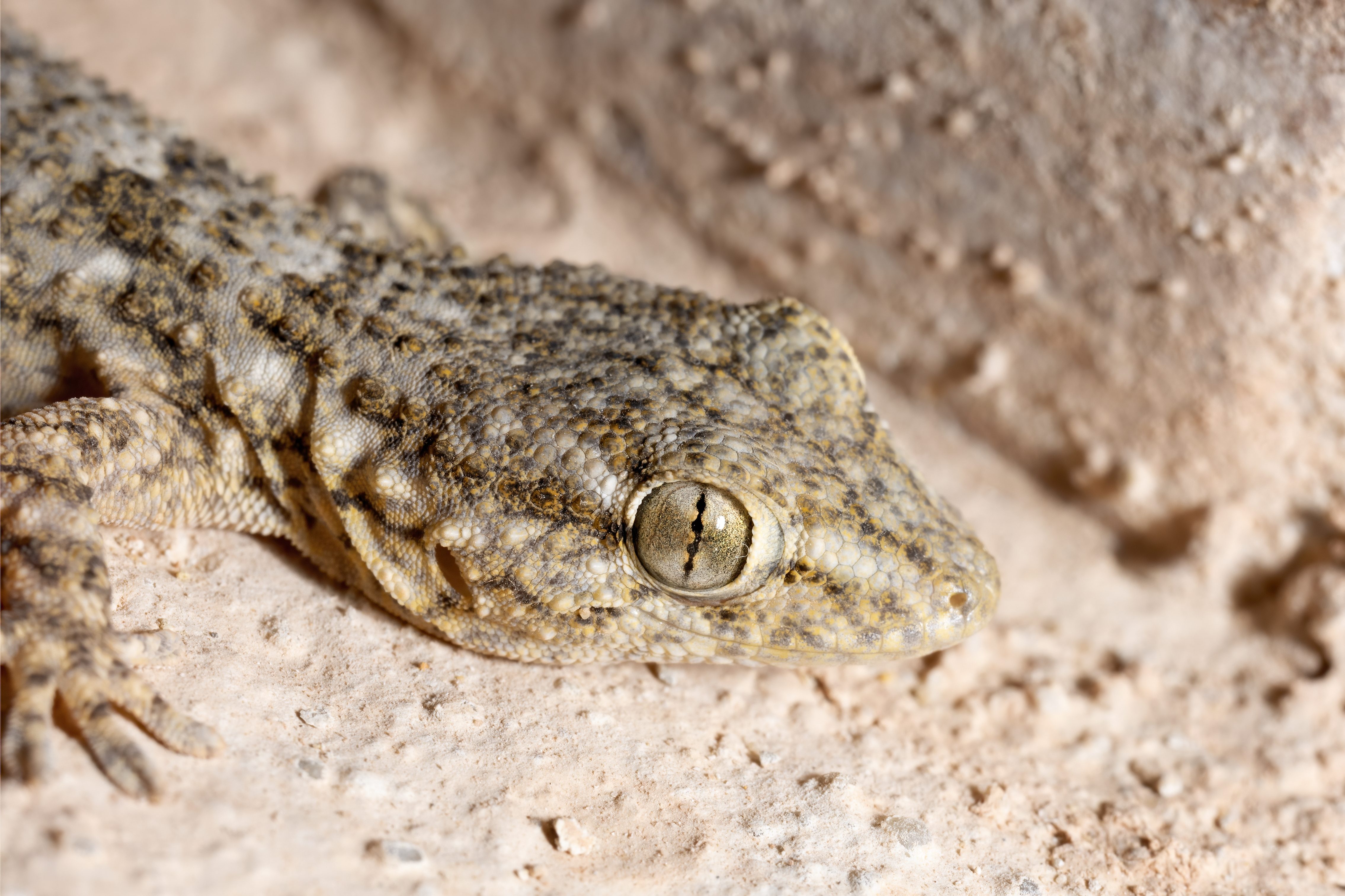 Dormire con un geco in casa è pericoloso?
